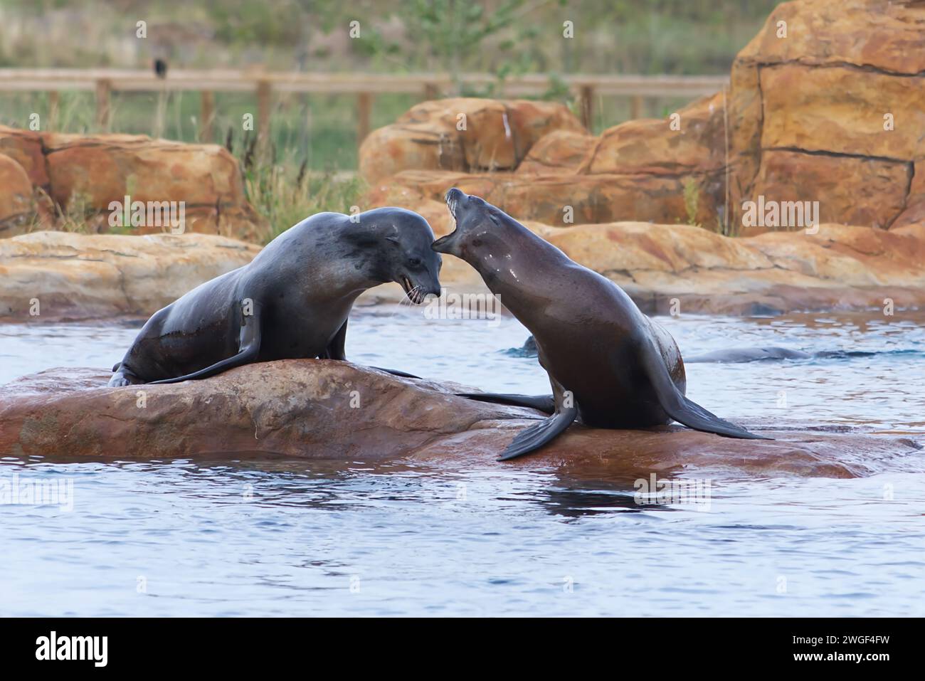 Two grey seals playing on a rock as the water ripples around them Stock ...