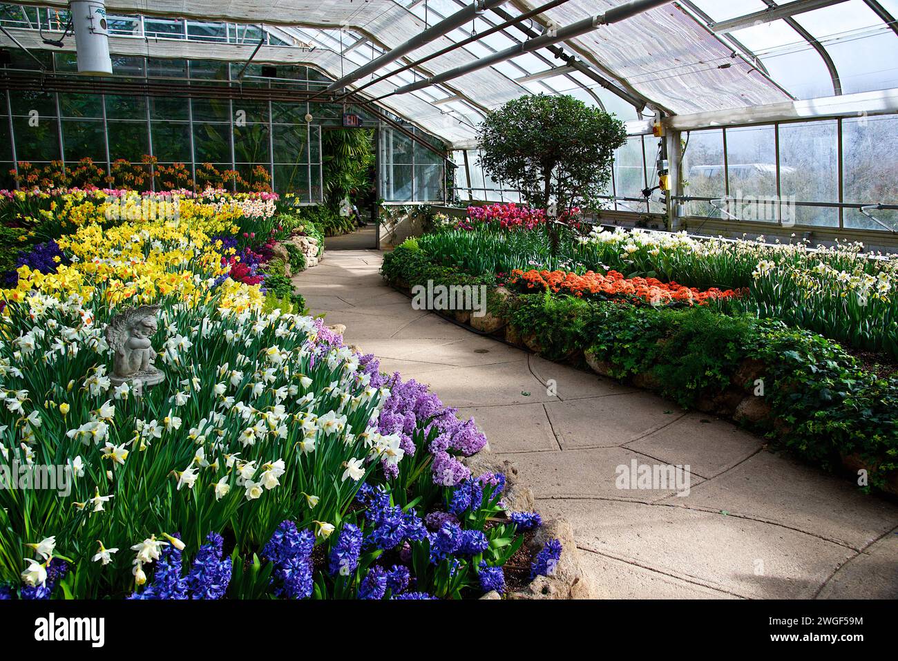 Spring flowers inside a conservatory - sun room Stock Photo - Alamy