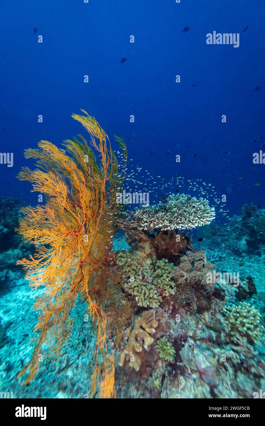 Healthy coral reef with giant gorgonian sea fan in clear blue tropical ...