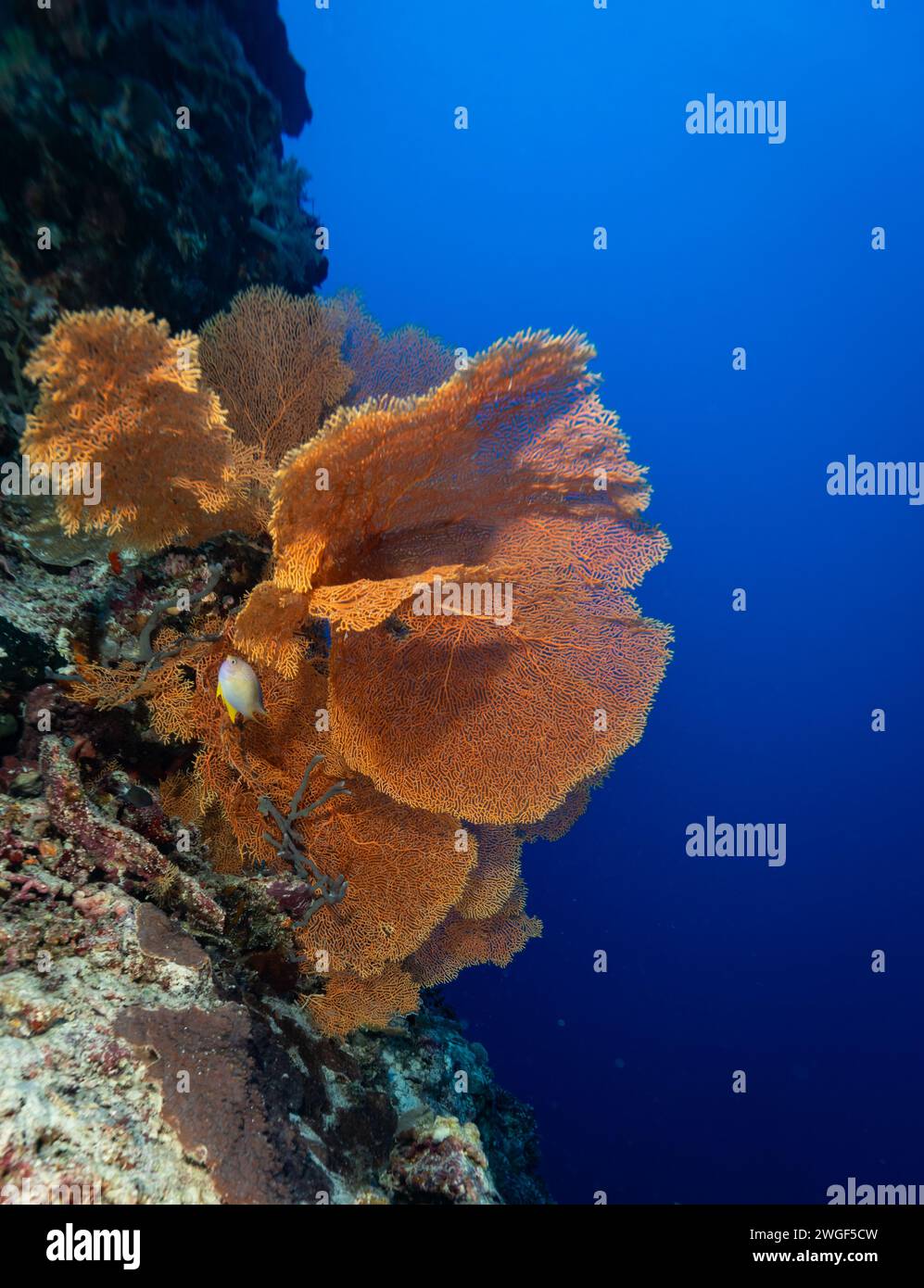 Healthy coral reef with giant gorgonian sea fan in clear blue tropical ...