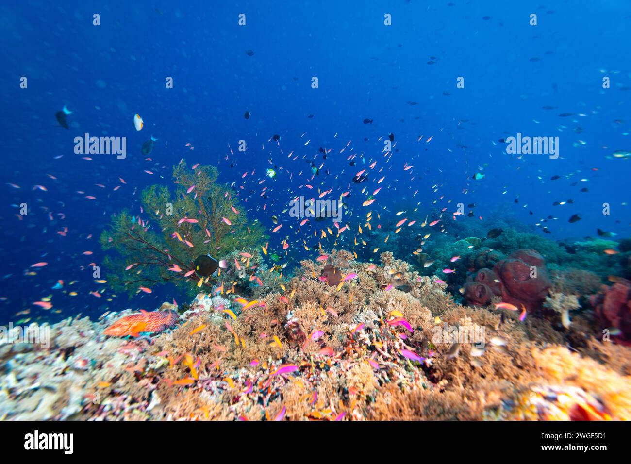 Tiny colorful reef fish, Antias, swim over beautiful healthy coral reef ...