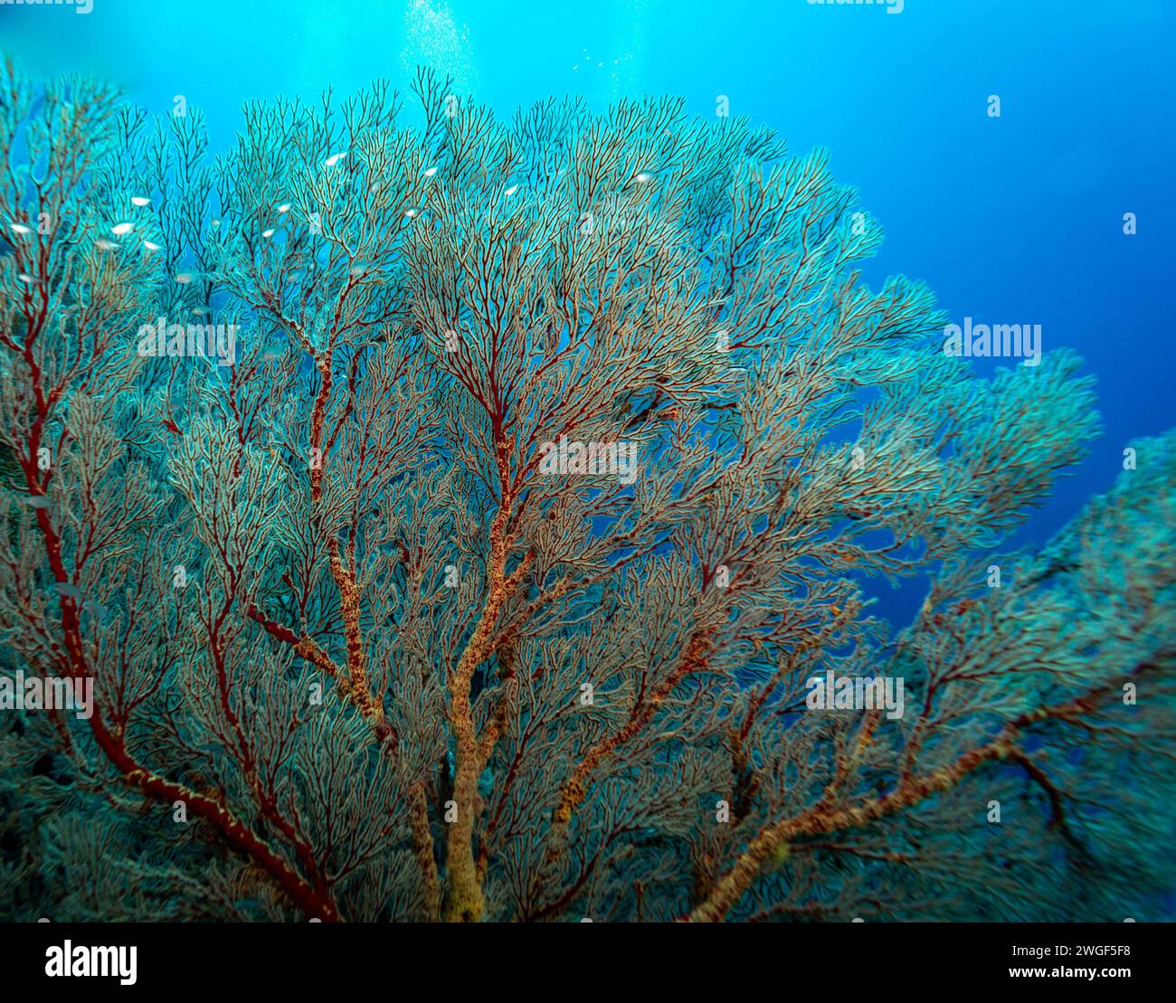 Healthy coral reef with giant gorgonian sea fan in clear blue tropical ...