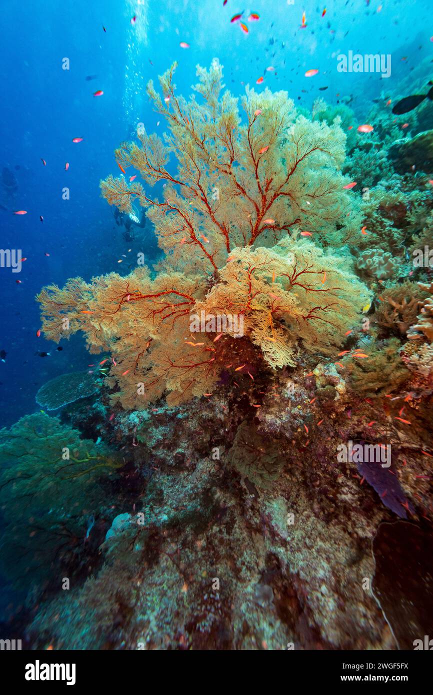 Healthy coral reef with giant gorgonian sea fan in clear blue tropical ...
