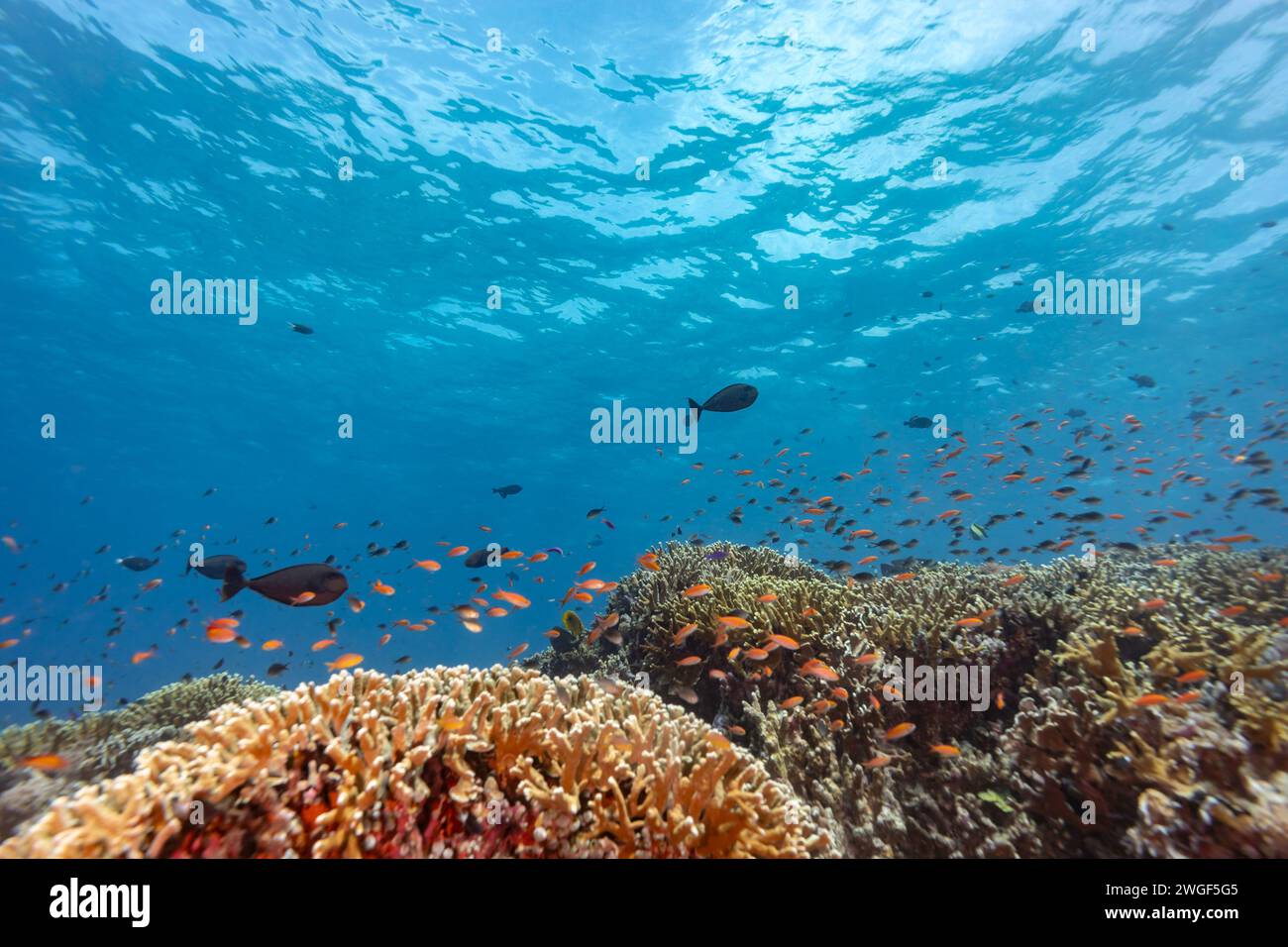 Tiny colorful reef fish, Antias, swim over beautiful healthy coral reef ...