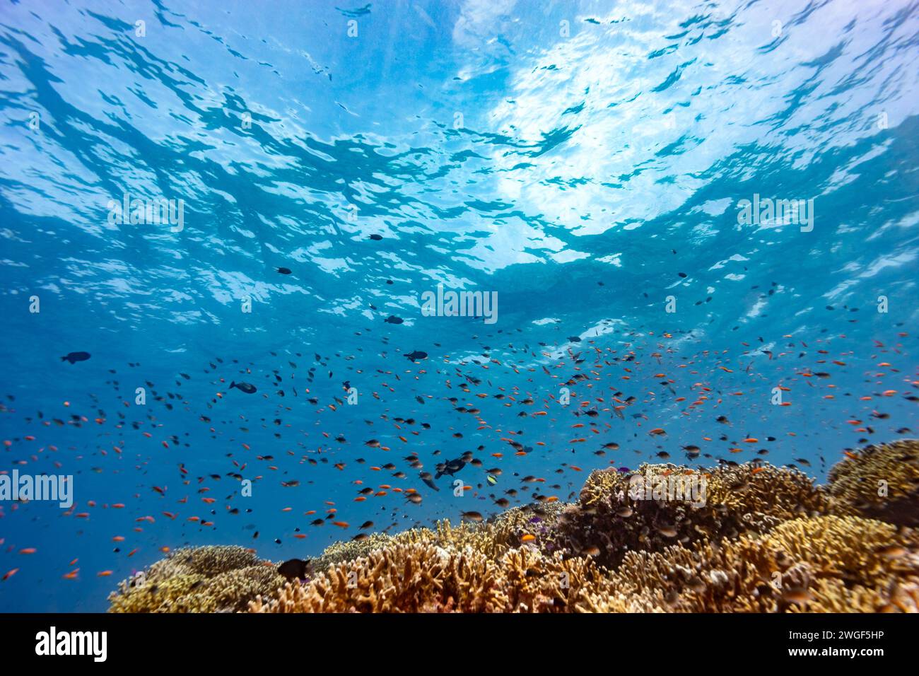 Tiny colorful reef fish, Antias, swim over beautiful healthy coral reef ...