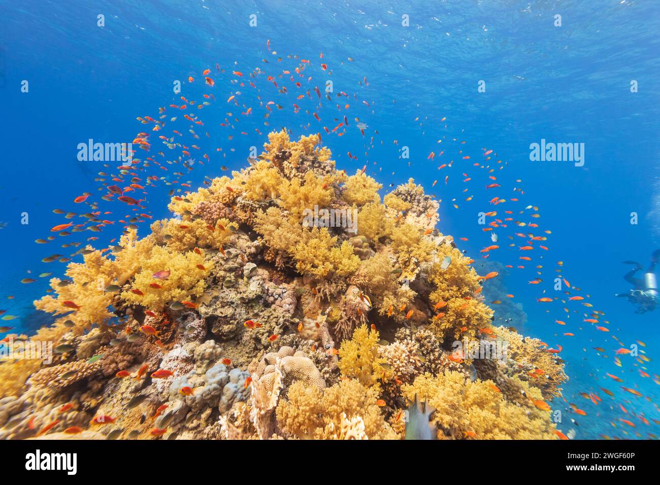 Tiny colorful reef fish, Antias, swim over beautiful healthy coral reef ...