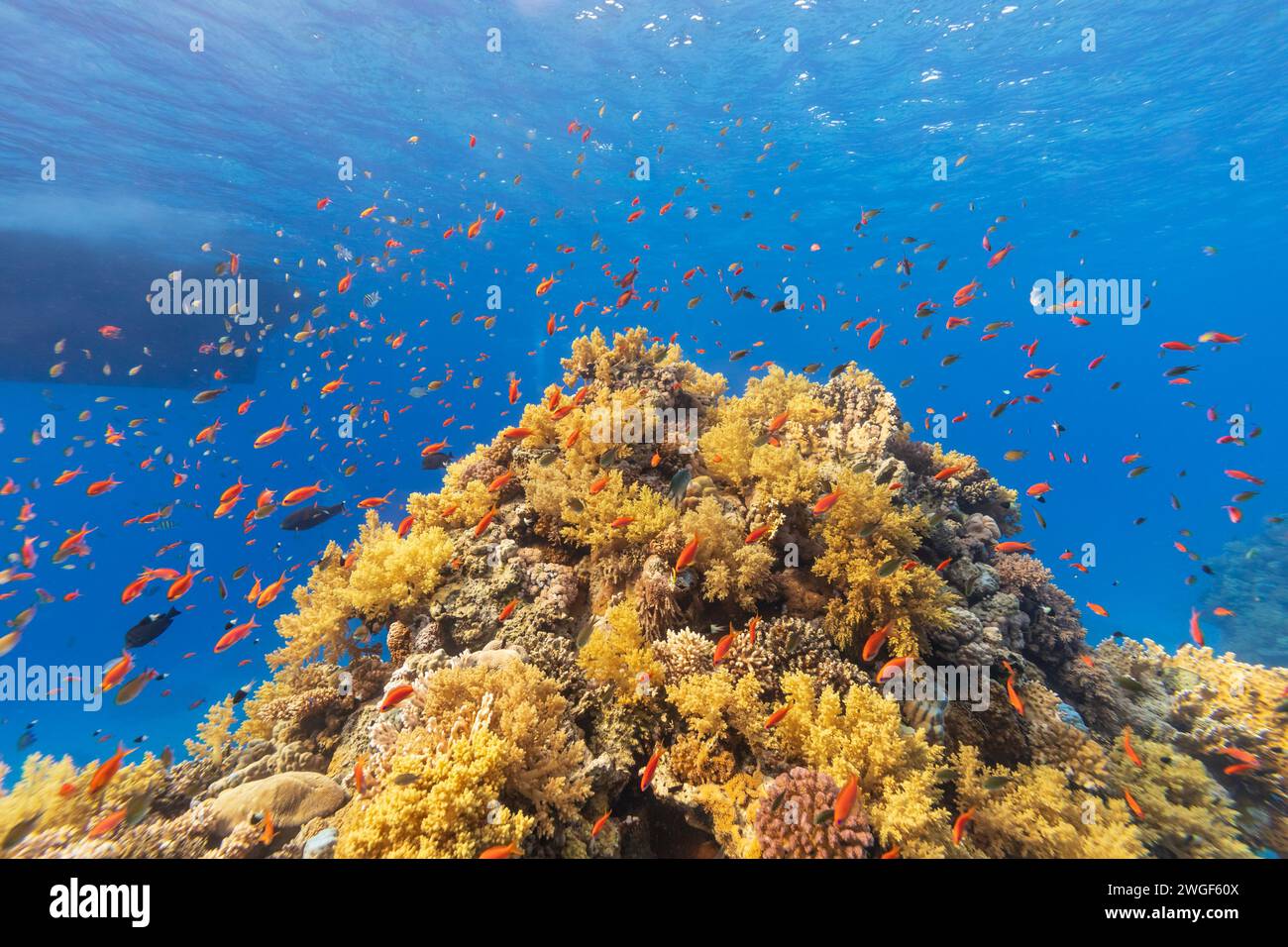 Tiny colorful reef fish, Antias, swim over beautiful healthy coral reef ...