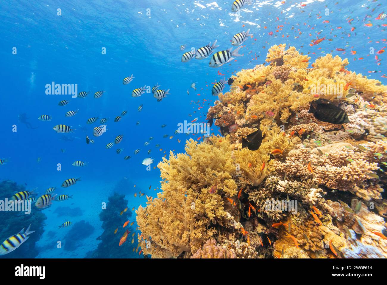 Tiny colorful reef fish, Antias, swim over beautiful healthy coral reef ...