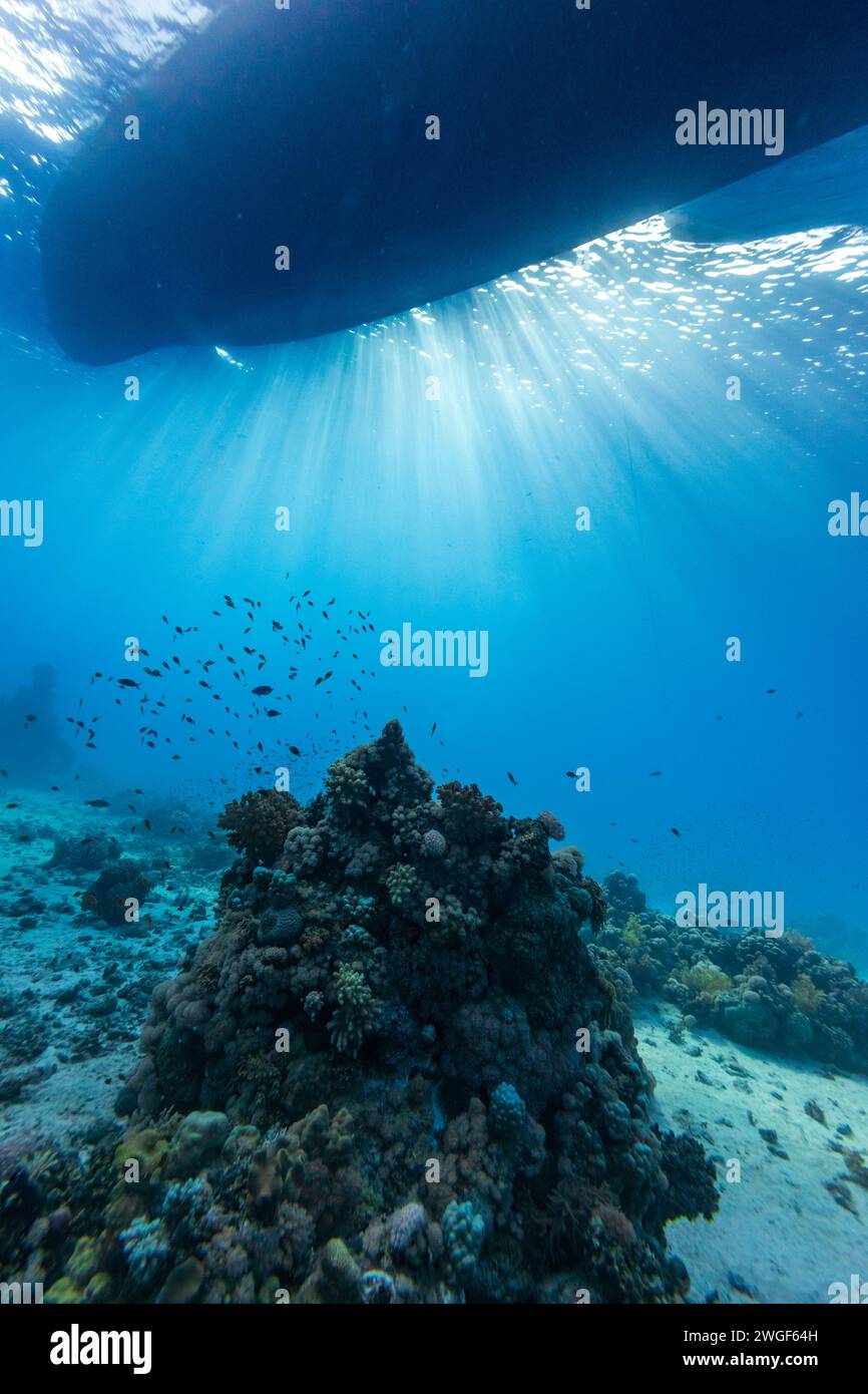 Boat floats above coral reef and schools of small fish in clear blue ...