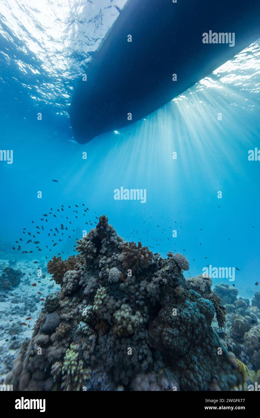 Schools of fish coral reef hi-res stock photography and images - Alamy