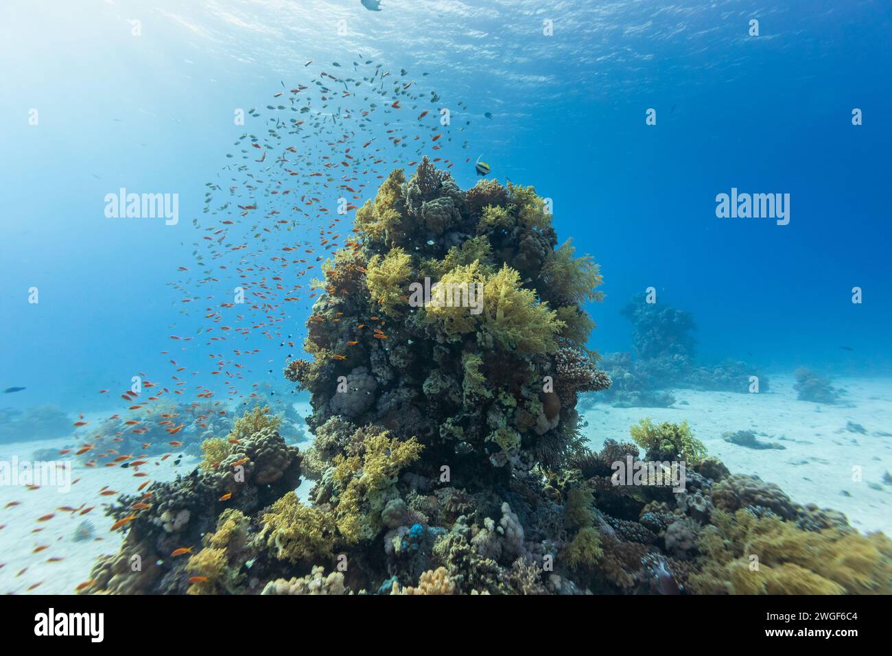 Tiny colorful reef fish, Antias, swim over beautiful healthy coral reef ...