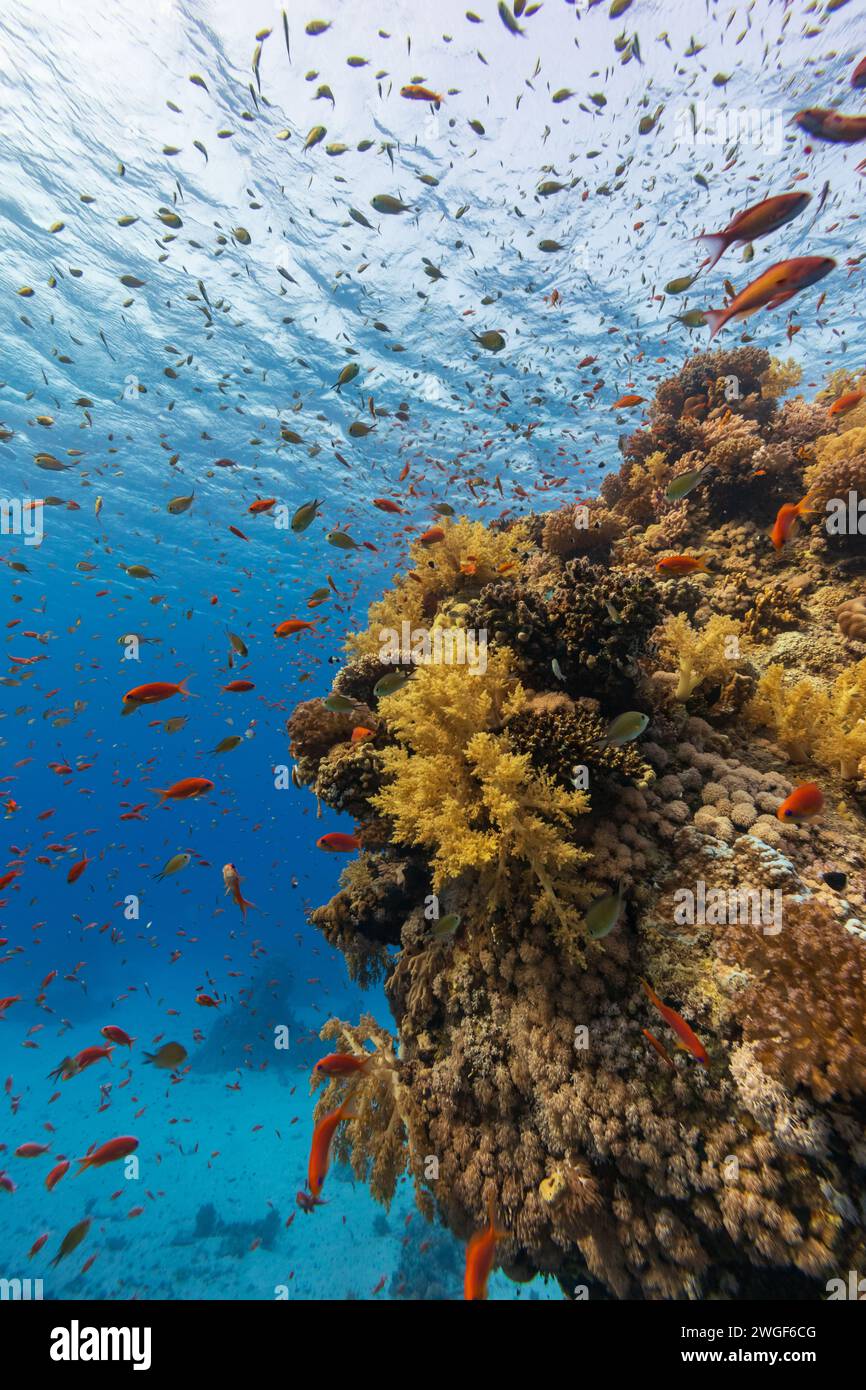 Tiny colorful reef fish, Antias, swim over beautiful healthy coral reef ...