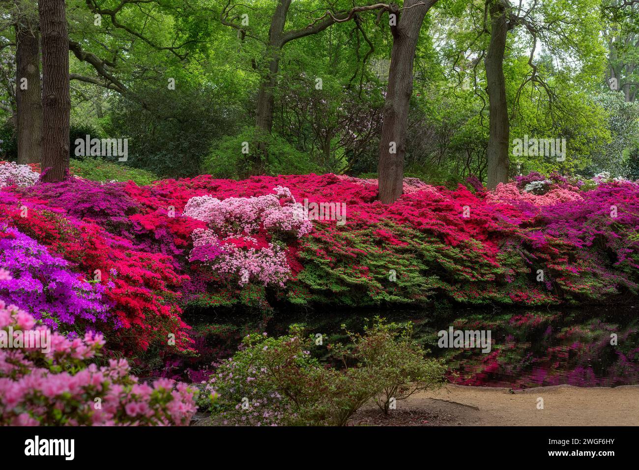 Azaleas reflected in a pond in Isabella Plantation in spring, Richmond ...