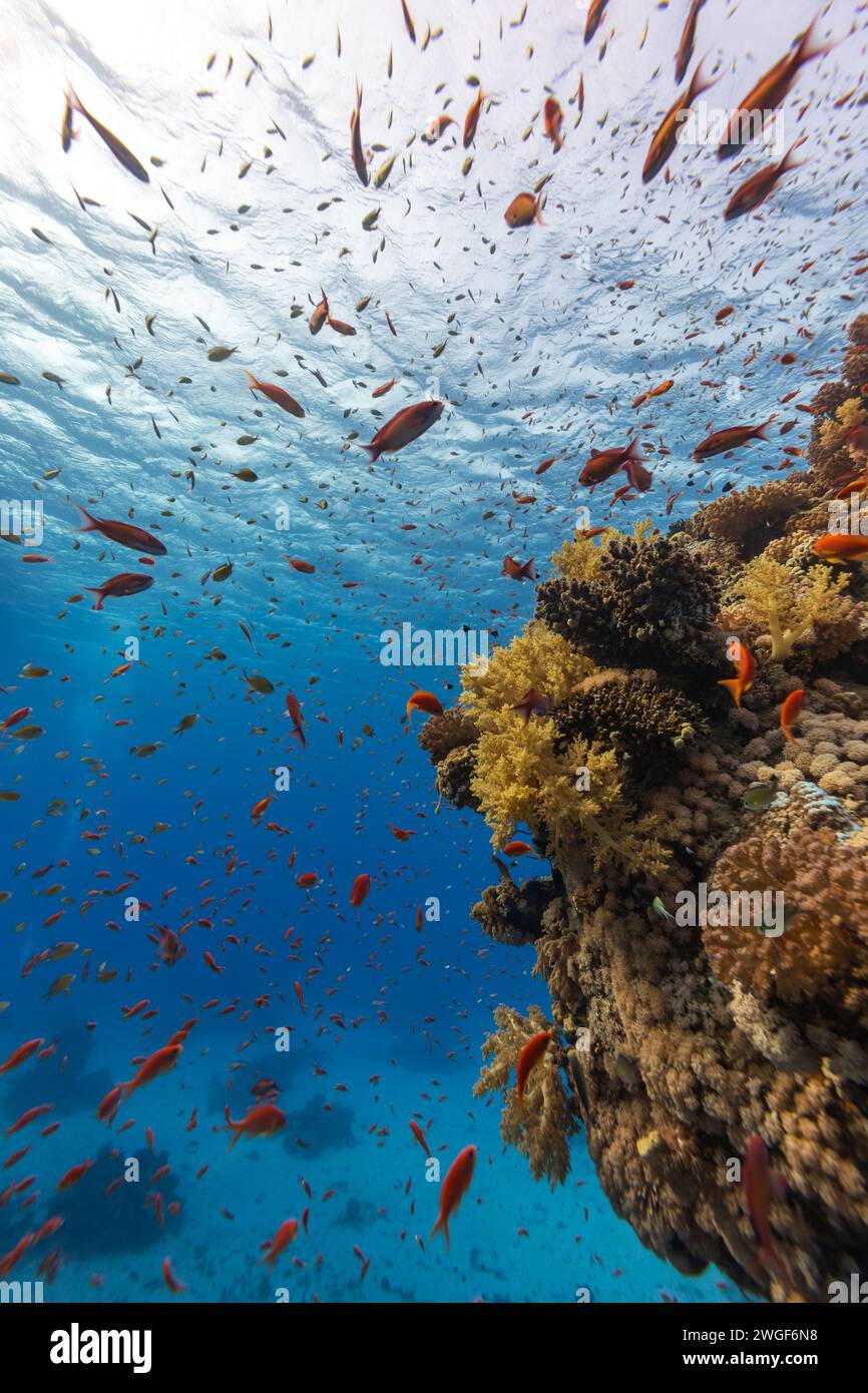 Tiny colorful reef fish, Antias, swim over beautiful healthy coral reef ...