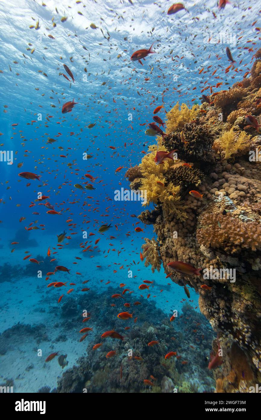 Tiny colorful reef fish, Antias, swim over beautiful healthy coral reef ...