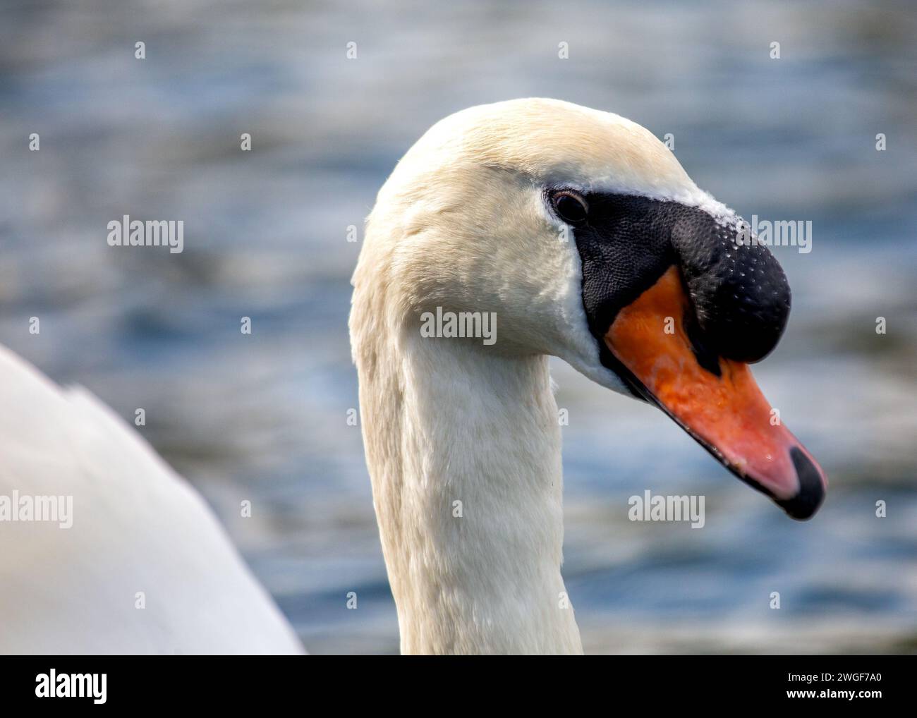 Elegant adult white swan (Cygnus olor) graces Dun Laoghaire, Dublin. A ...
