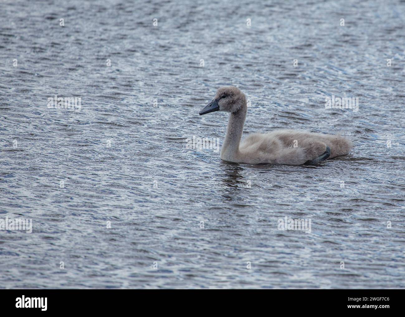 Adorable cygnet, a young swan (Cygnus olor), serenely glides in St ...