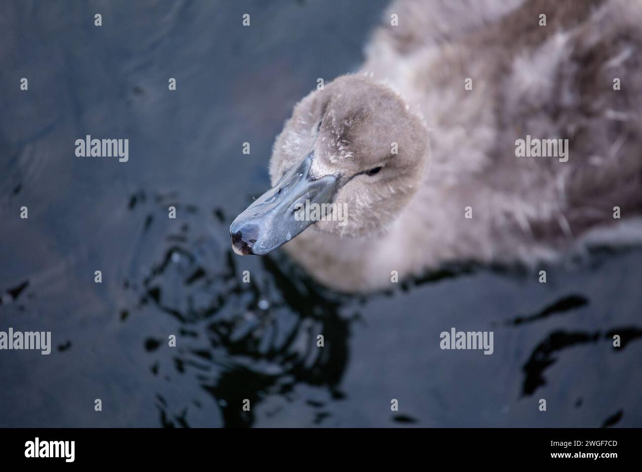Adorable cygnet, a young swan (Cygnus olor), serenely glides in St ...