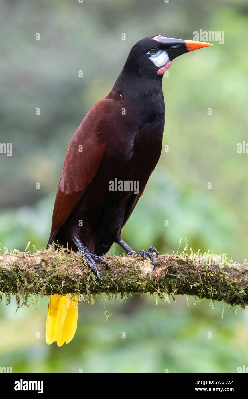 Montezuma Oropendola (Psarocolius montezuma) at La Laguna del Lagarto ...