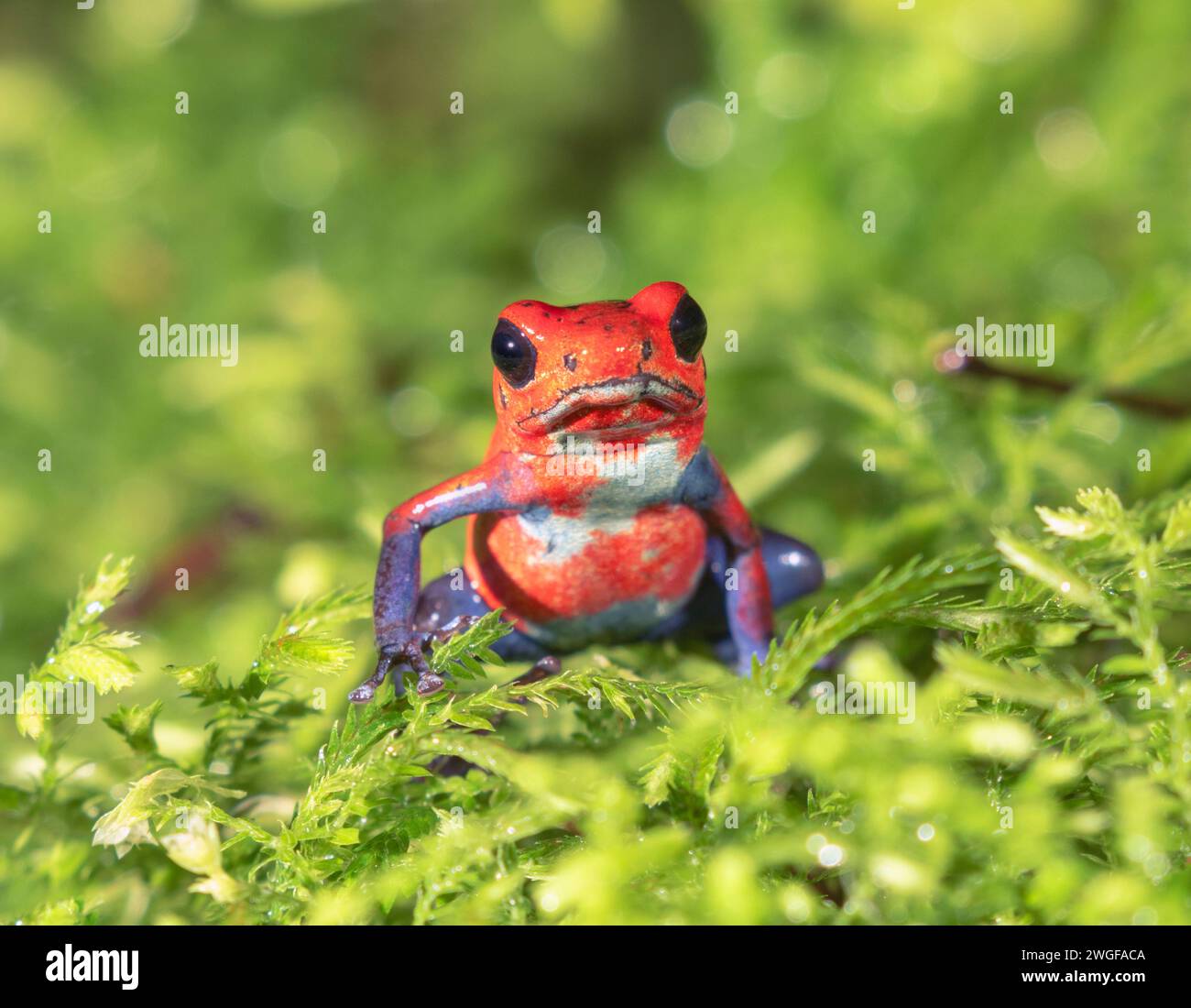 The strawberry poison frog (Oophaga pumilio), La Selva Biological ...