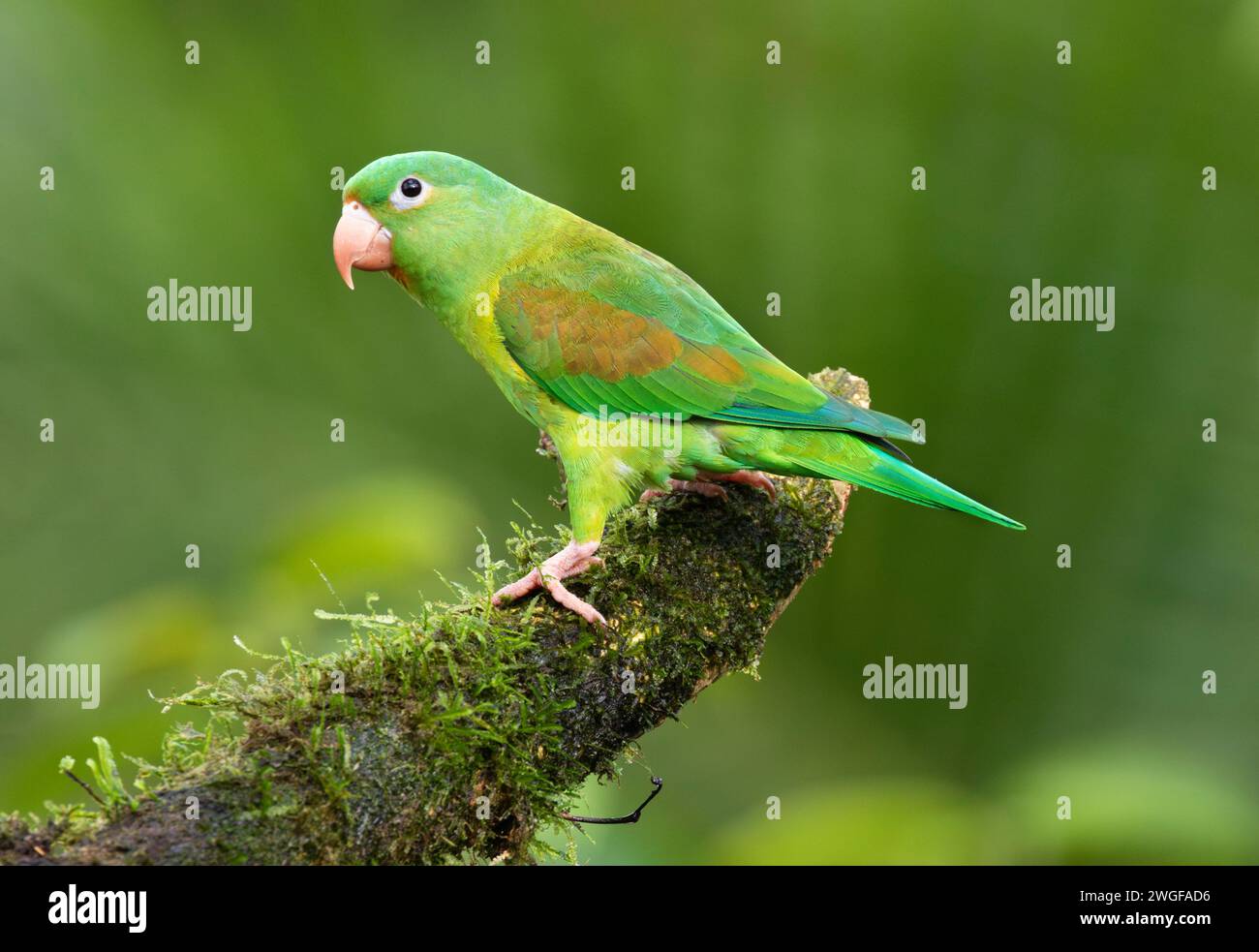 Orange-chinned parakeet (Brotogeris jugularis) perched on the tree ...