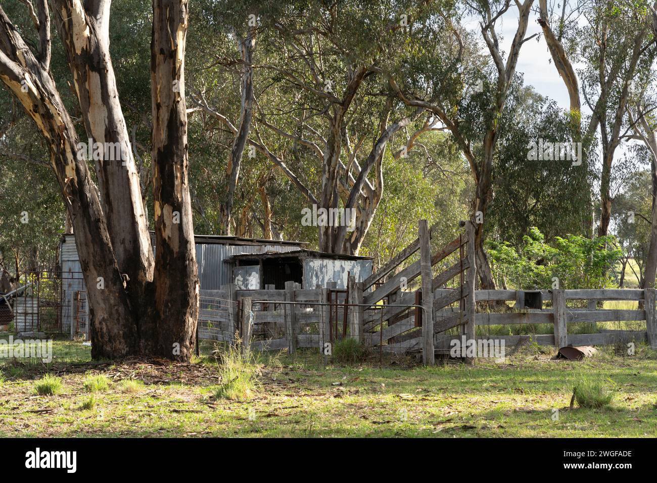 Livestock ramp and sheds on Australian cattle farm with eucalyptus ...