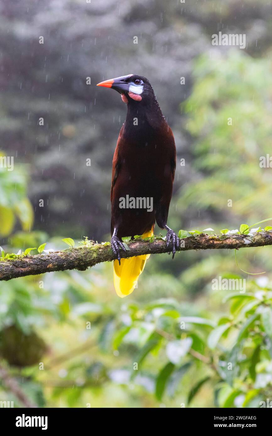 Montezuma Oropendola (Psarocolius montezuma) at La Laguna del Lagarto ...