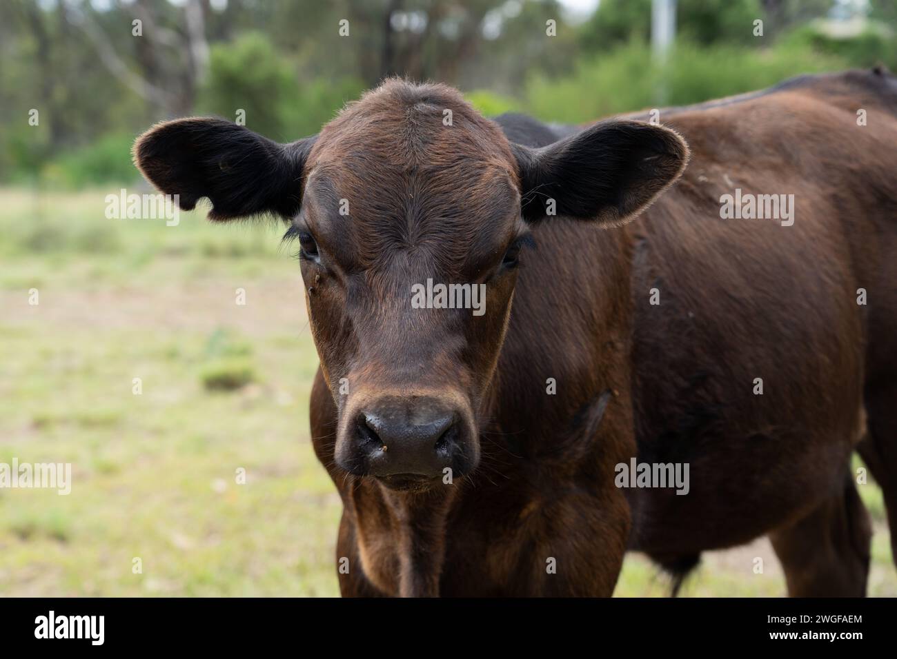 Angus cattle on farm in rural Australia Stock Photo - Alamy