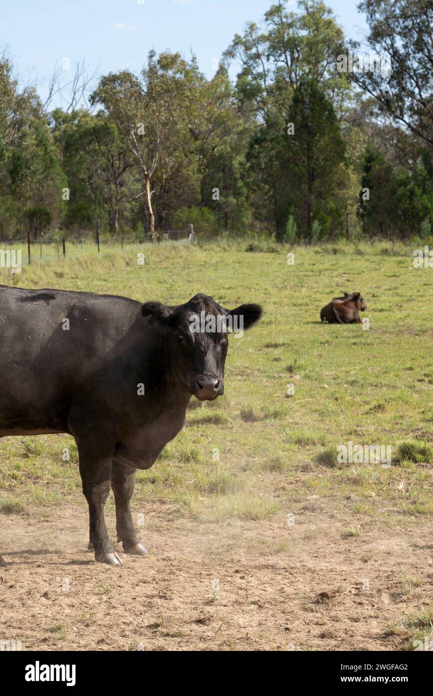 Coonabarabran australia hi-res stock photography and images - Alamy