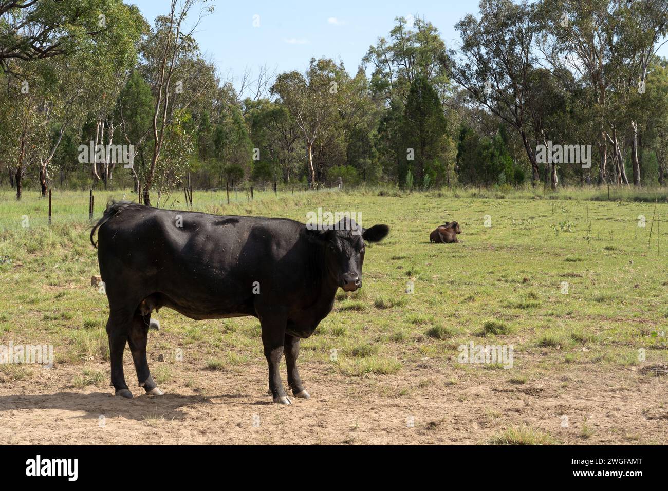 Aberdeen angus beef cattle calf hi-res stock photography and images - Alamy