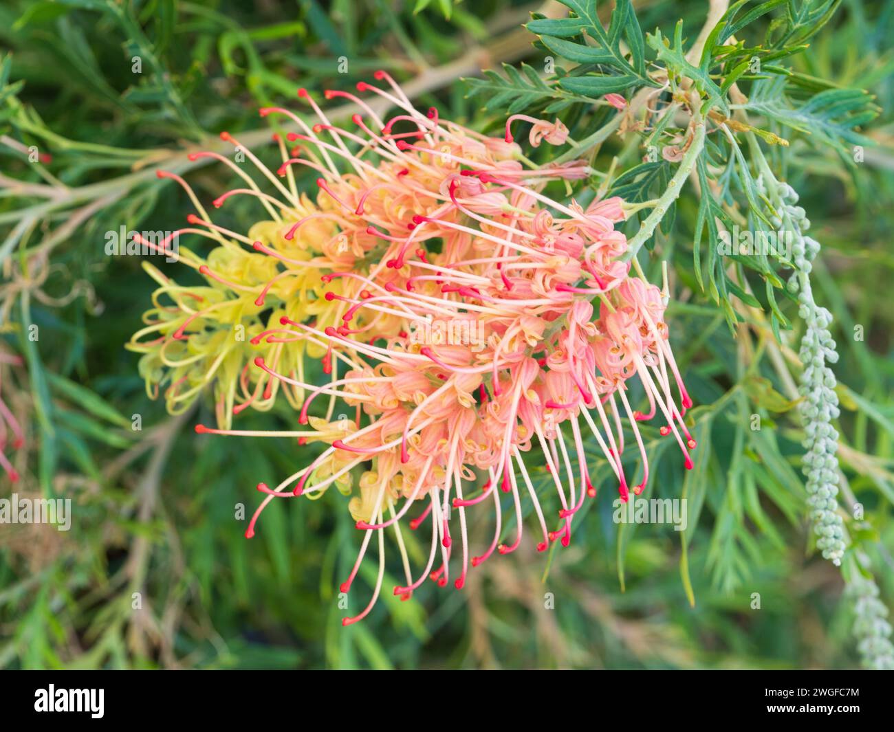 Grevillea plant flowers, ‘Loopy Lou’ pretty pink red and yellow Brush ...