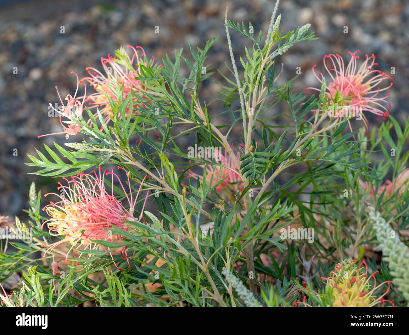 Grevillea loopy lou hi-res stock photography and images - Alamy