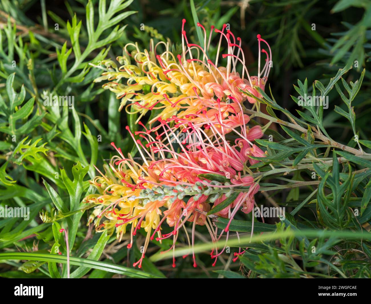Red toothbrush grevillea hi-res stock photography and images - Alamy