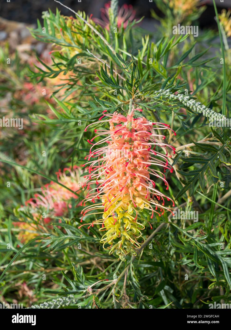 Grevillea loopy lou hi-res stock photography and images - Alamy