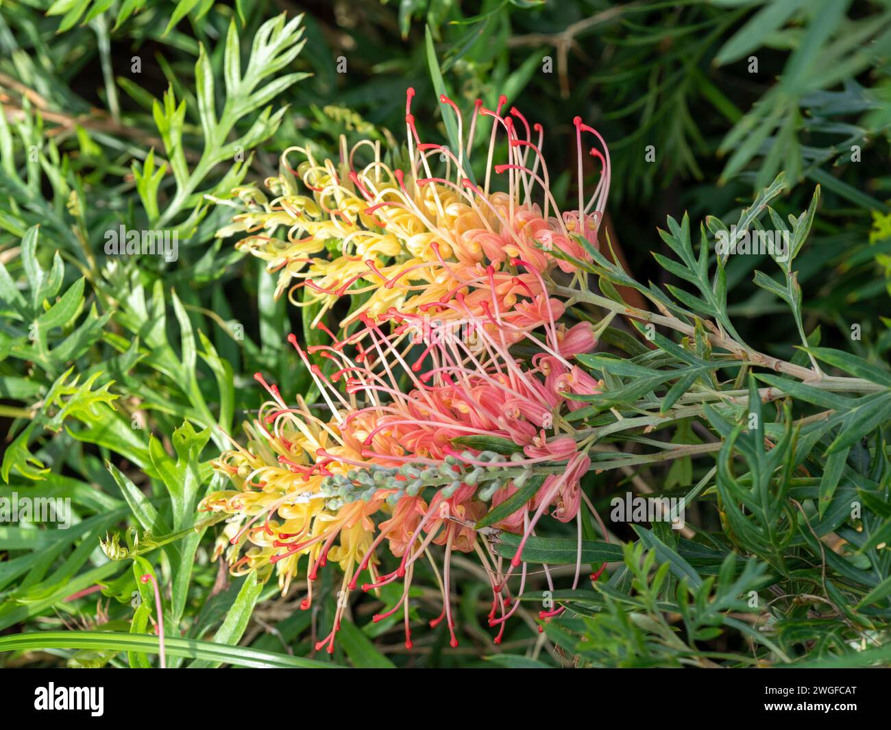 Grevillea plant flowers, ‘Loopy Lou’ pretty pink red and yellow Brush ...