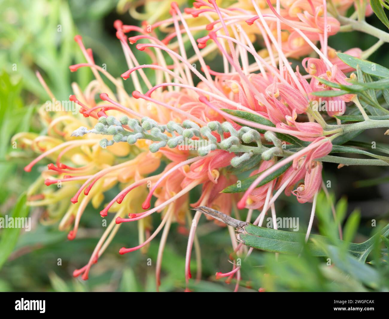 Grevillea plant flowers and buds, ‘Loopy Lou’ pretty pink red and ...