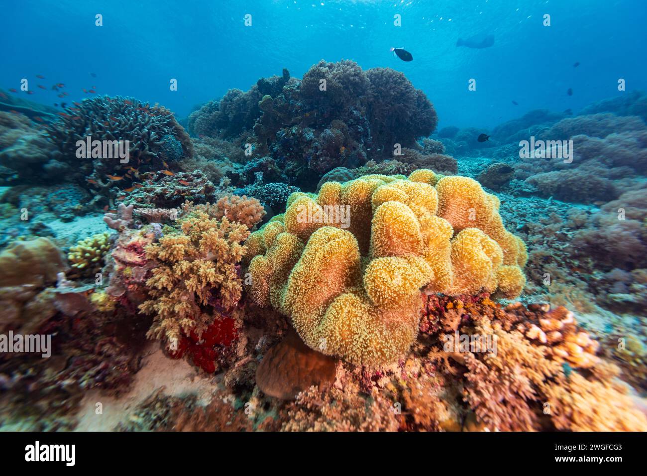 beautiful landscape view of mixture of soft and hard coral on tropical ...