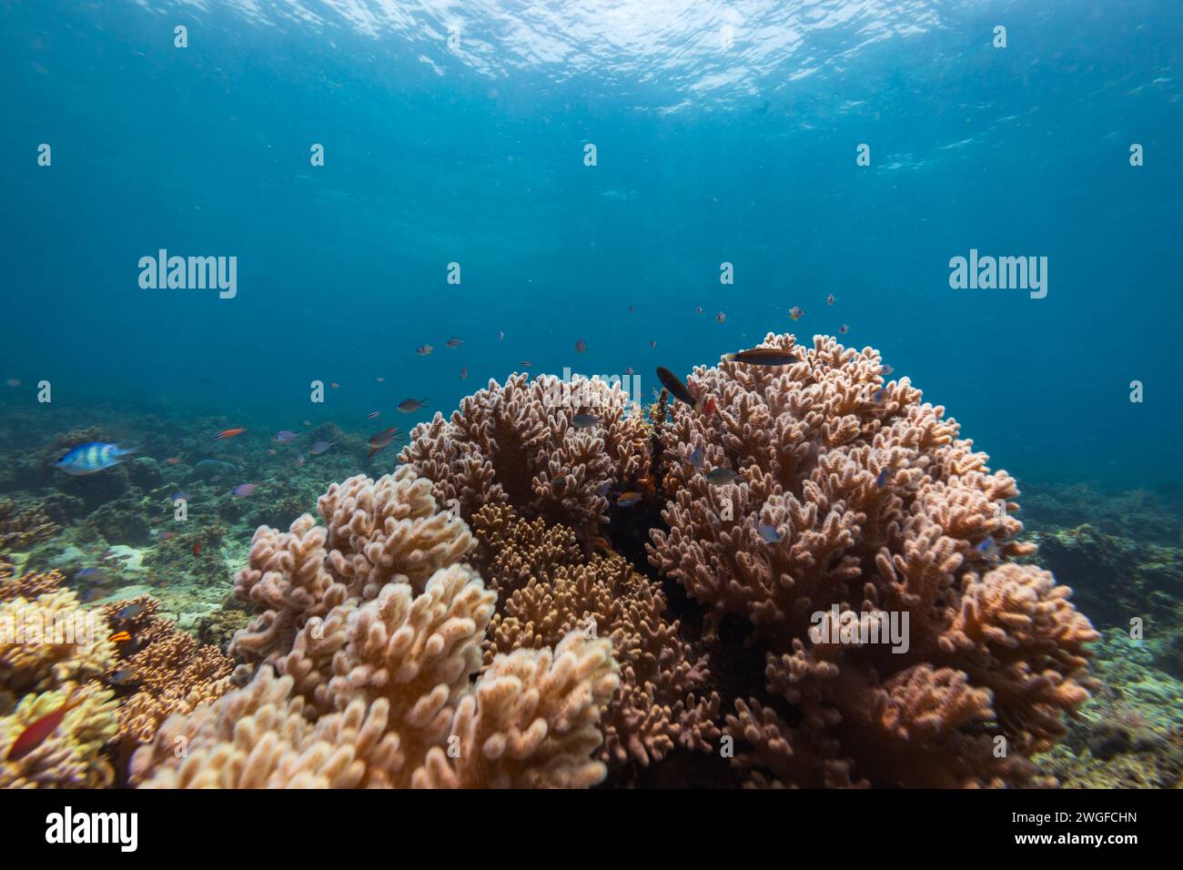 Tropical coral reef landscape view of coral head, fish, and hard and ...
