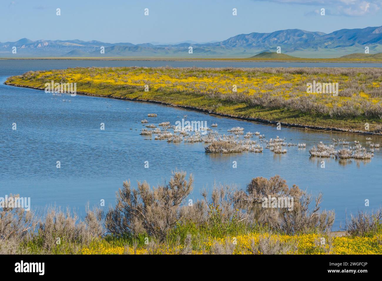 Soda Lake full of water, and wildflowers bloom at Carrizo Plain Ntional ...