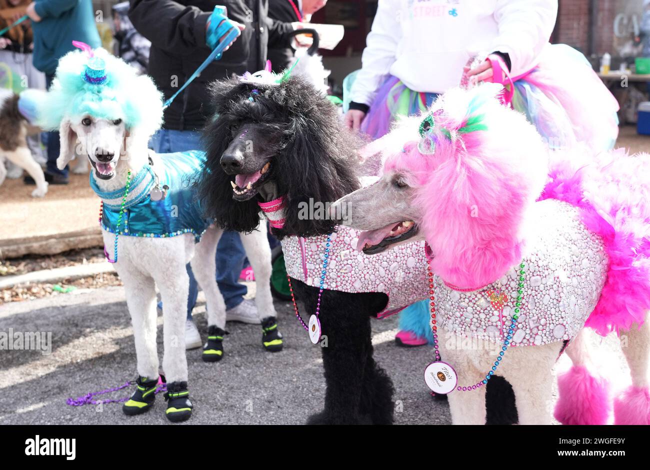 Purina pet parade 2024 hi-res stock photography and images - Alamy