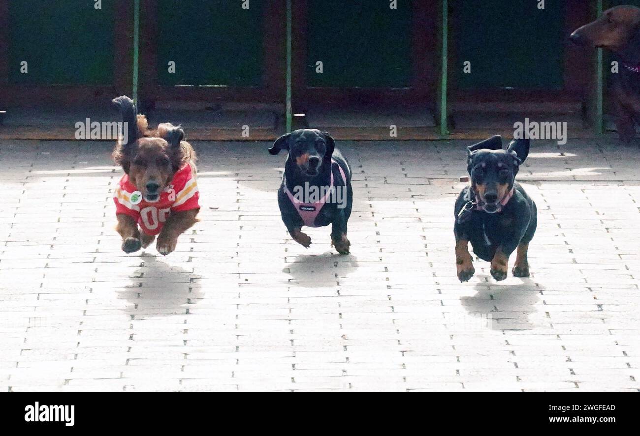 St. Louis, United States. 04th Feb, 2024. Small weiner dogs sprint ...
