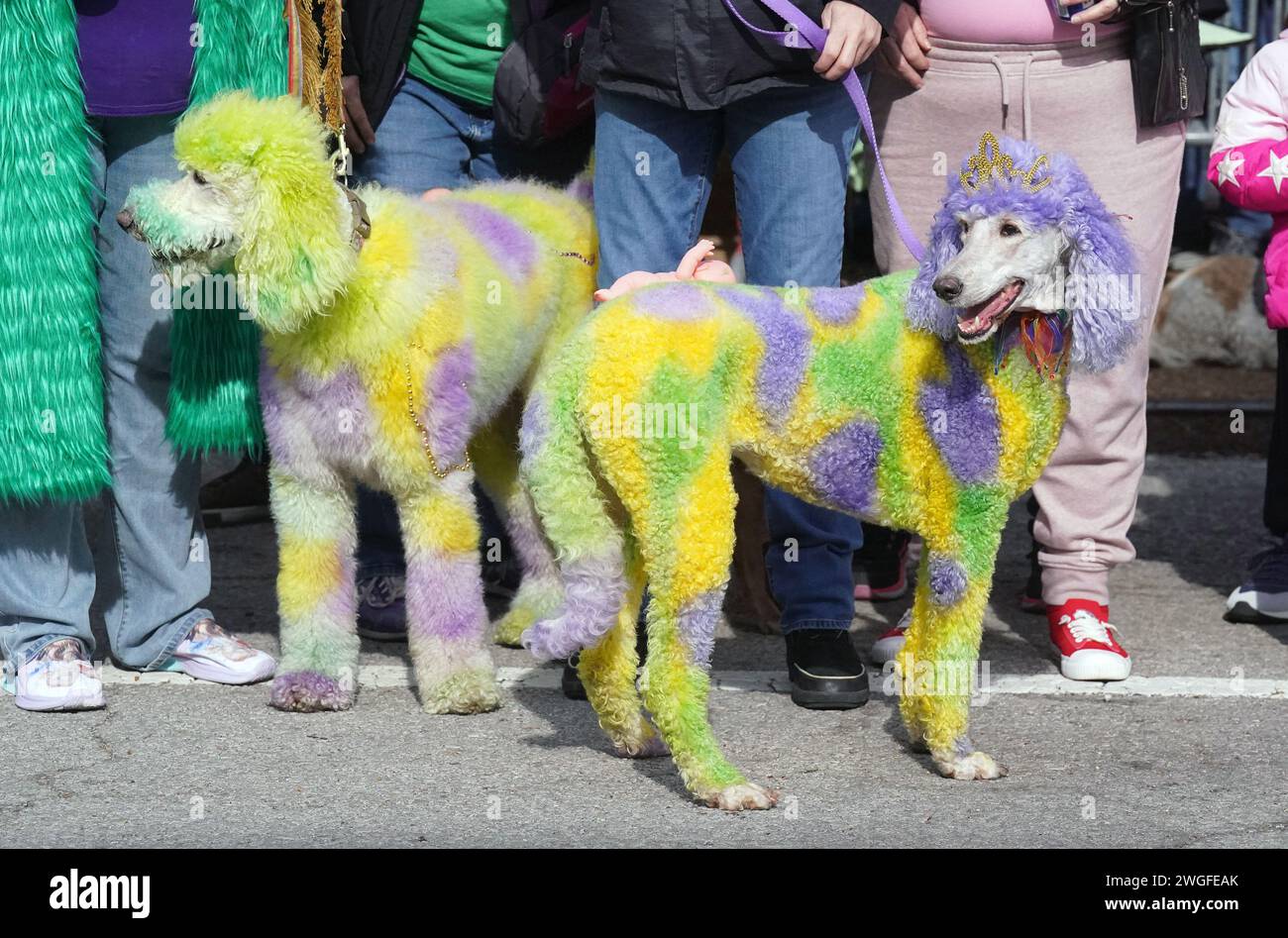 Purina pet parade 2024 hi-res stock photography and images - Alamy