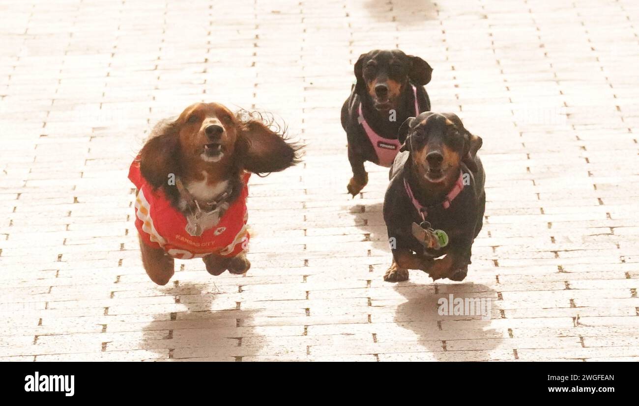 St. Louis, United States. 04th Feb, 2024. Small weiner dogs sprint ...
