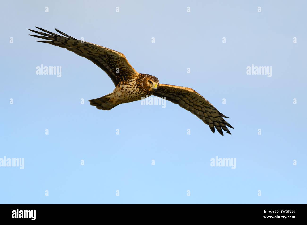 Brown northern harrier raptor in flight with wings extended and face ...