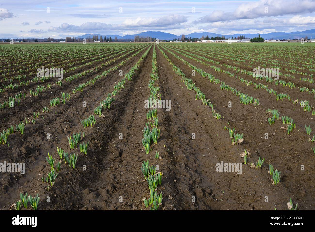 Green field winter hi-res stock photography and images - Alamy