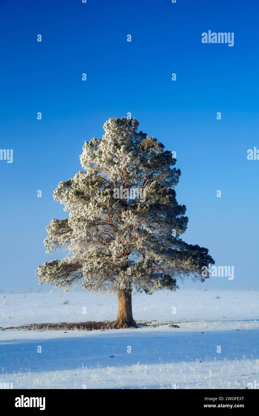 Western juniper (Juniperus occidentalis) with snow, Silver Lake, Lake ...