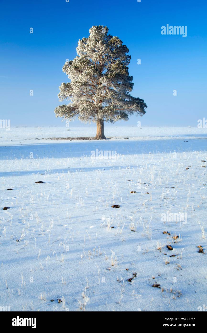Western juniper (Juniperus occidentalis) with snow, Silver Lake, Lake ...