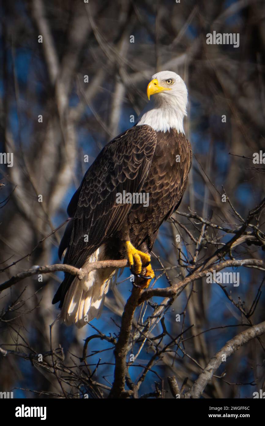 An adult bale eagle perched along the Haw River in NC Stock Photo - Alamy