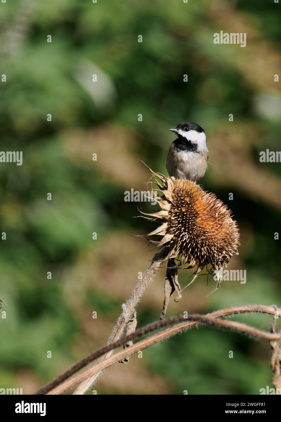 Bird chickadee flower hi-res stock photography and images - Alamy