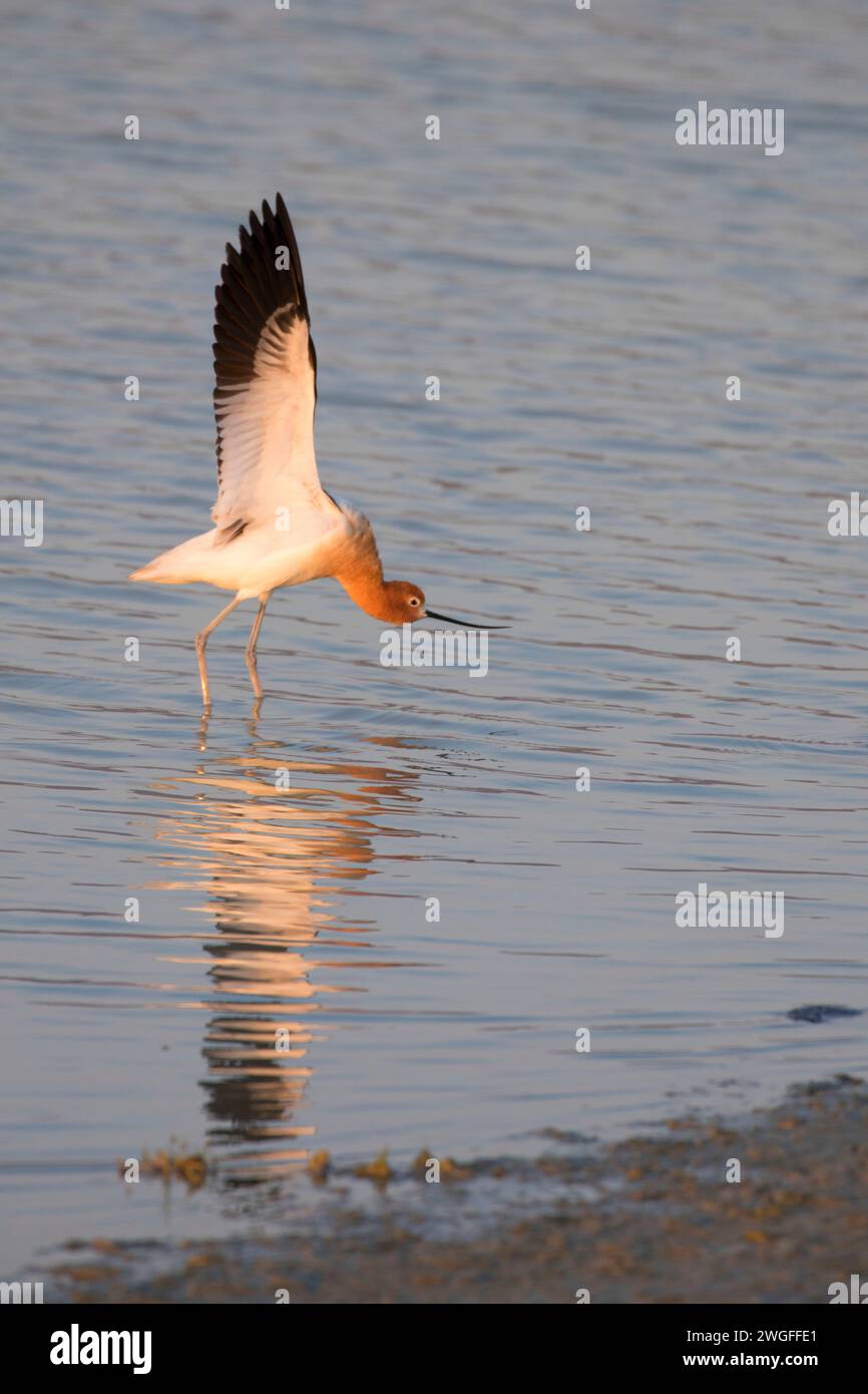 American avocet, Summer Lake Wildlife Area, Oregon Outback Scenic Byway ...